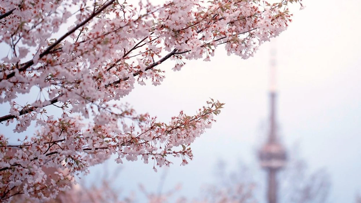 トロントでお花見しよう！Cherry blossoms bloom in Toronto from April 29 to May 9 ...